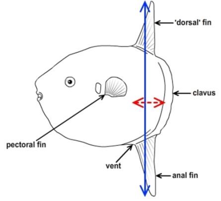 The hypertail and the infratail: axes from the sublime to the ...