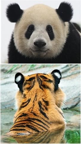 Giant Panda Puzzleboard | Exploring the Bio-edge